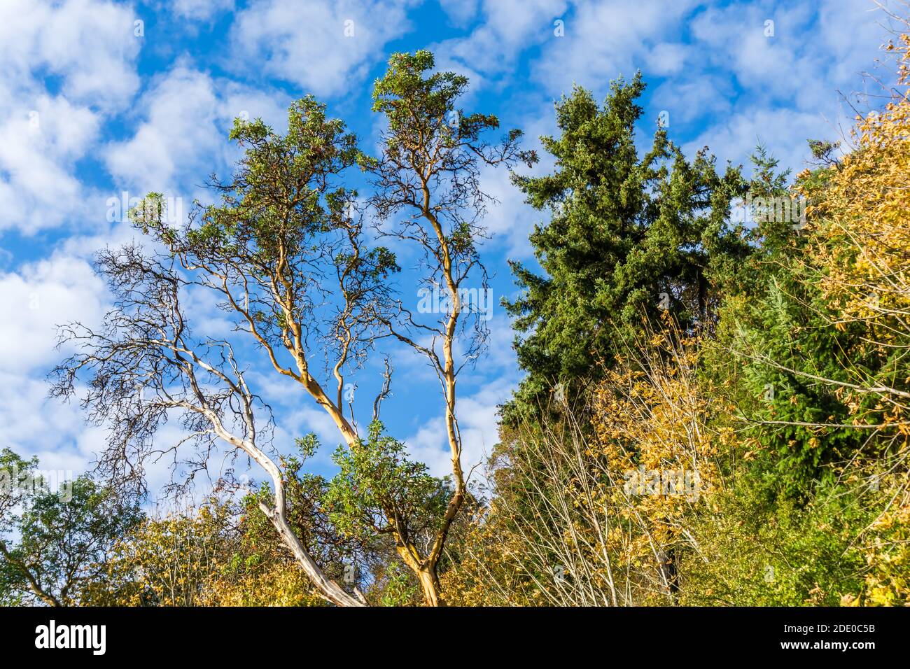 A skinny tree with bule sky at Lincoln Park in West Seattle, Washington ...