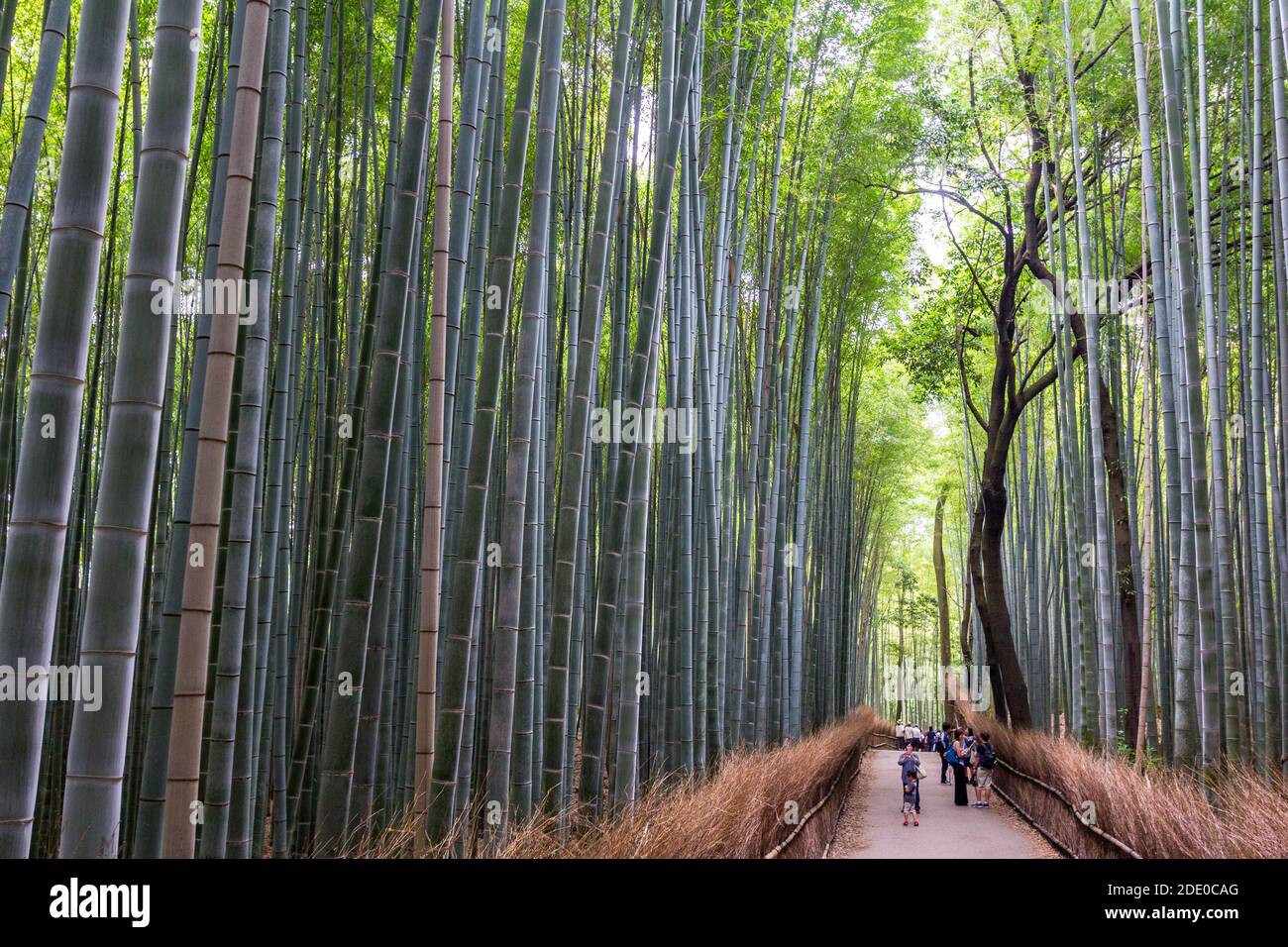 The extensive Arashiyama Bamboo Grove in Kyoto, Japan Stock Photo - Alamy