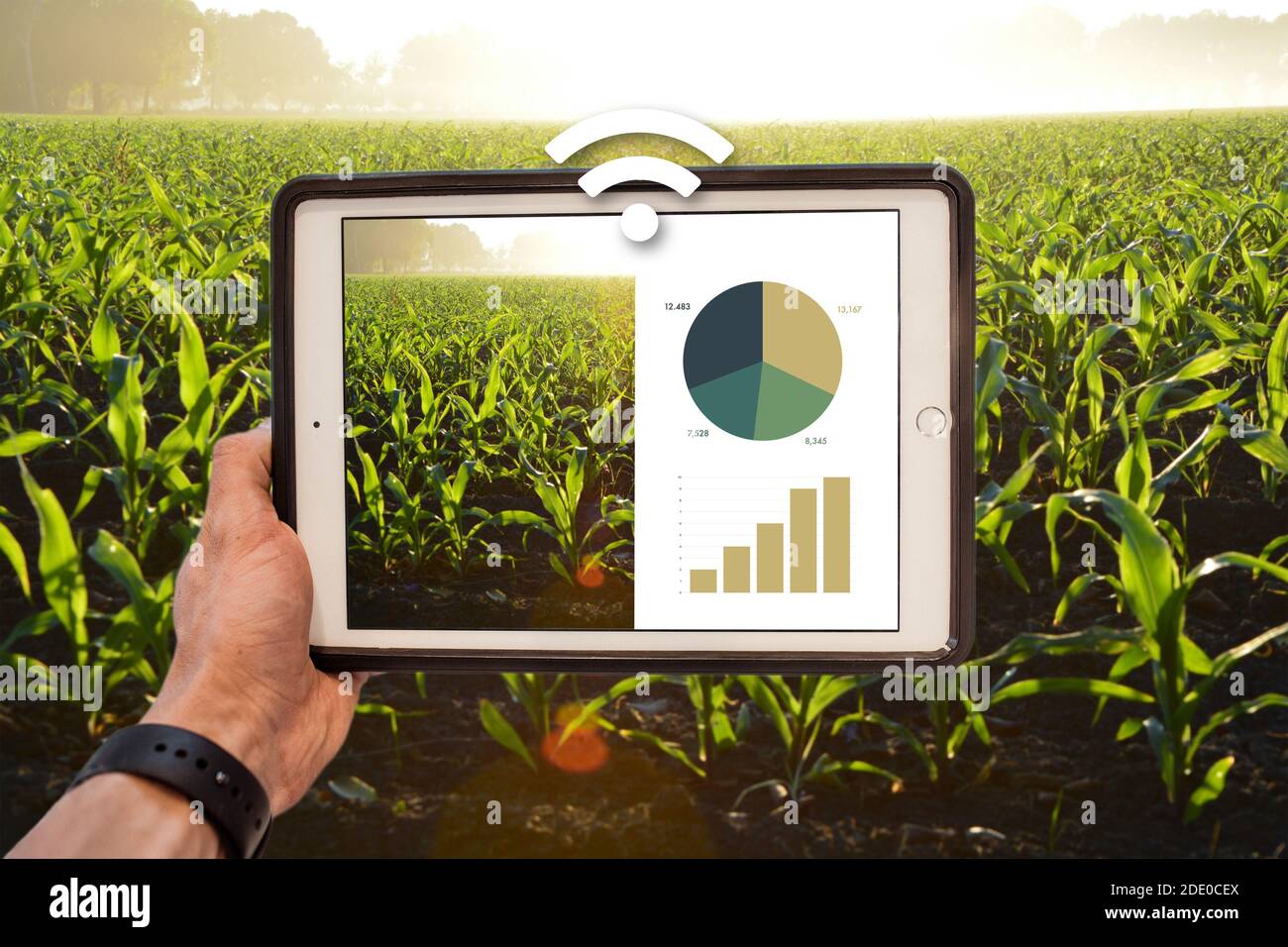 Agriculture 4.0 concept. Man monitoring data of a plantation. IoT ...