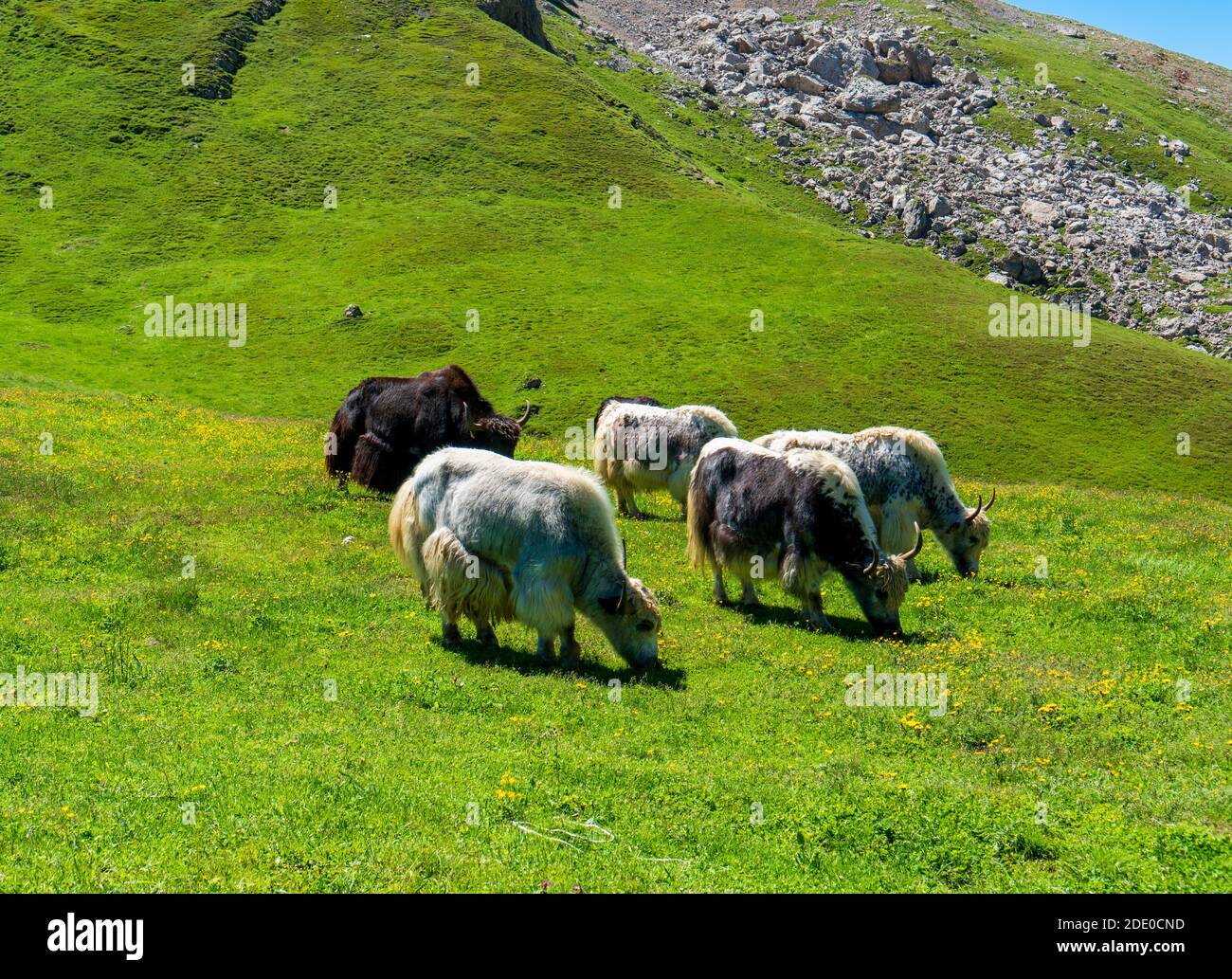 Yak Cow and Calw sitting in a meadow at the Ortler Mountain in South ...