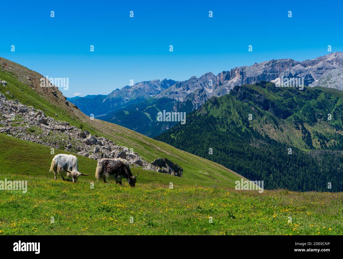White & black yak in alpine mountains. Himalayan big yak in beautiful ...