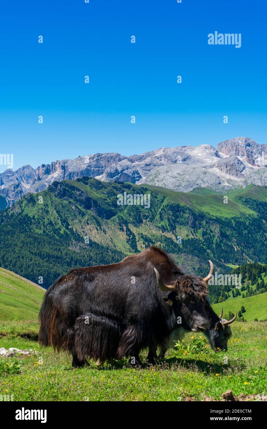 White & black yak in alpine mountains. Himalayan big yak in beautiful ...