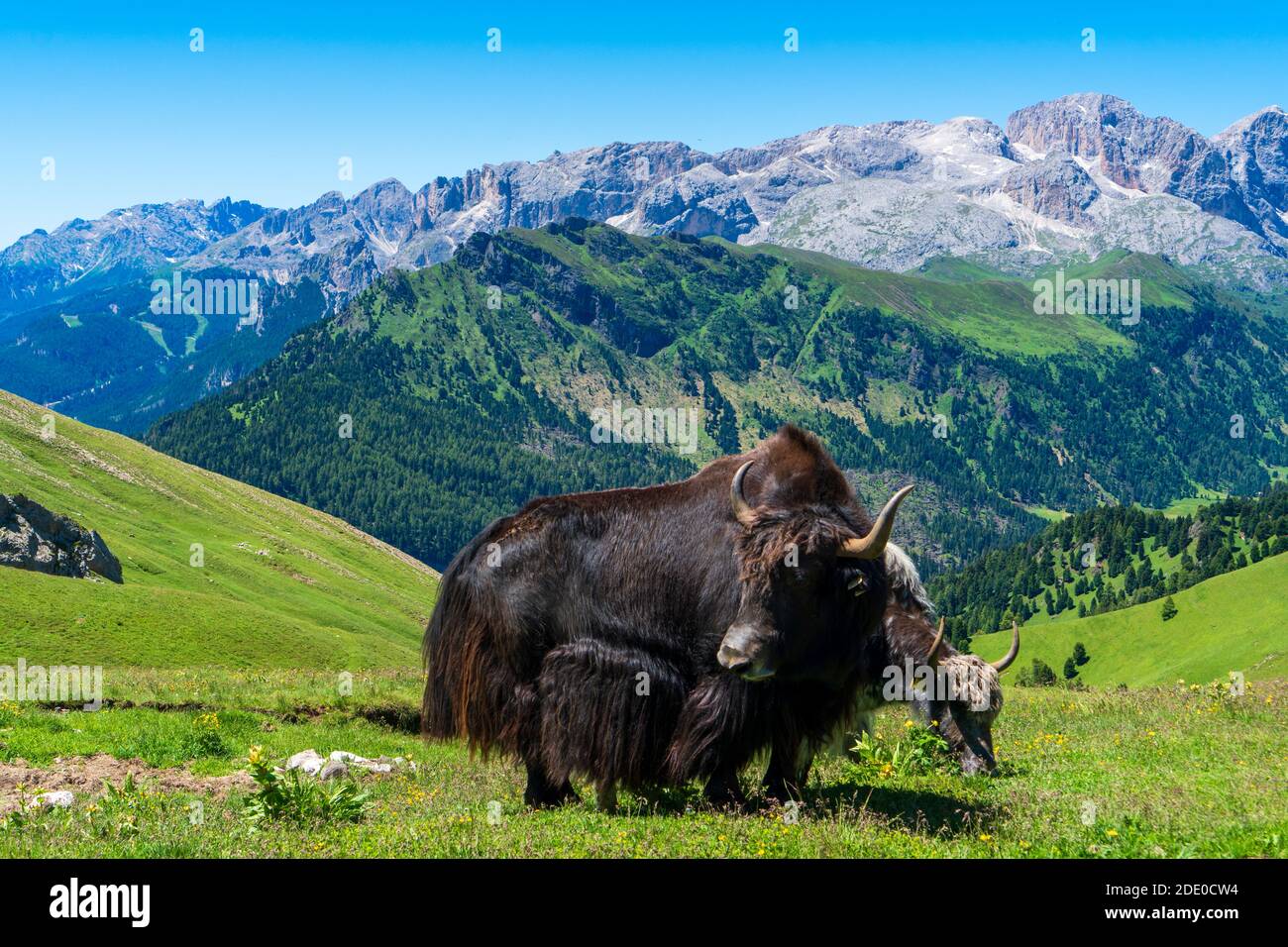 White & black yak in alpine mountains. Himalayan big yak in beautiful ...