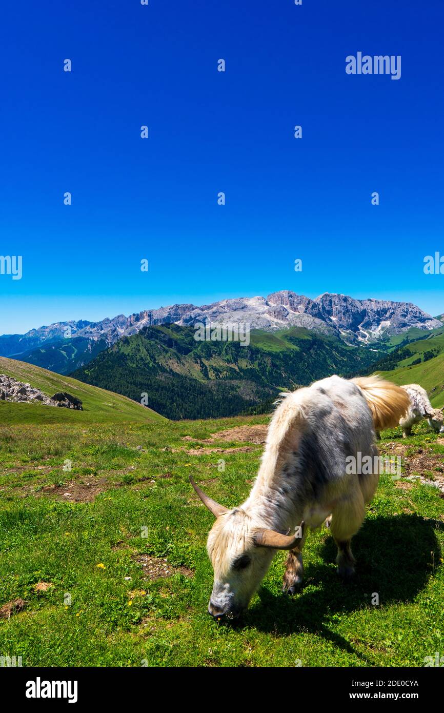 White & black yak in alpine mountains. Himalayan big yak in beautiful ...