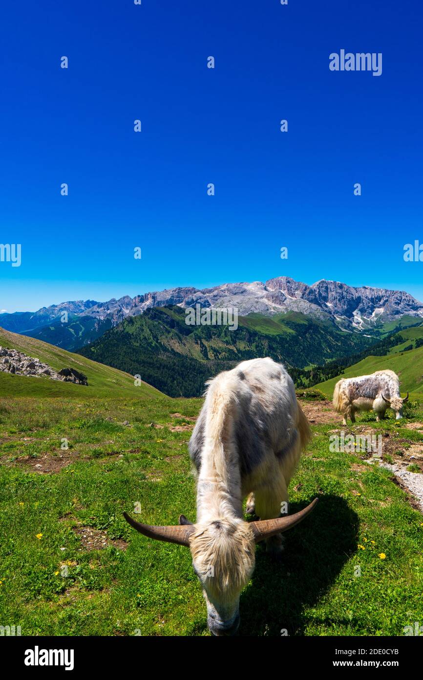 Hairy Scottish yak against the backdrop of the mountains. Alps ...