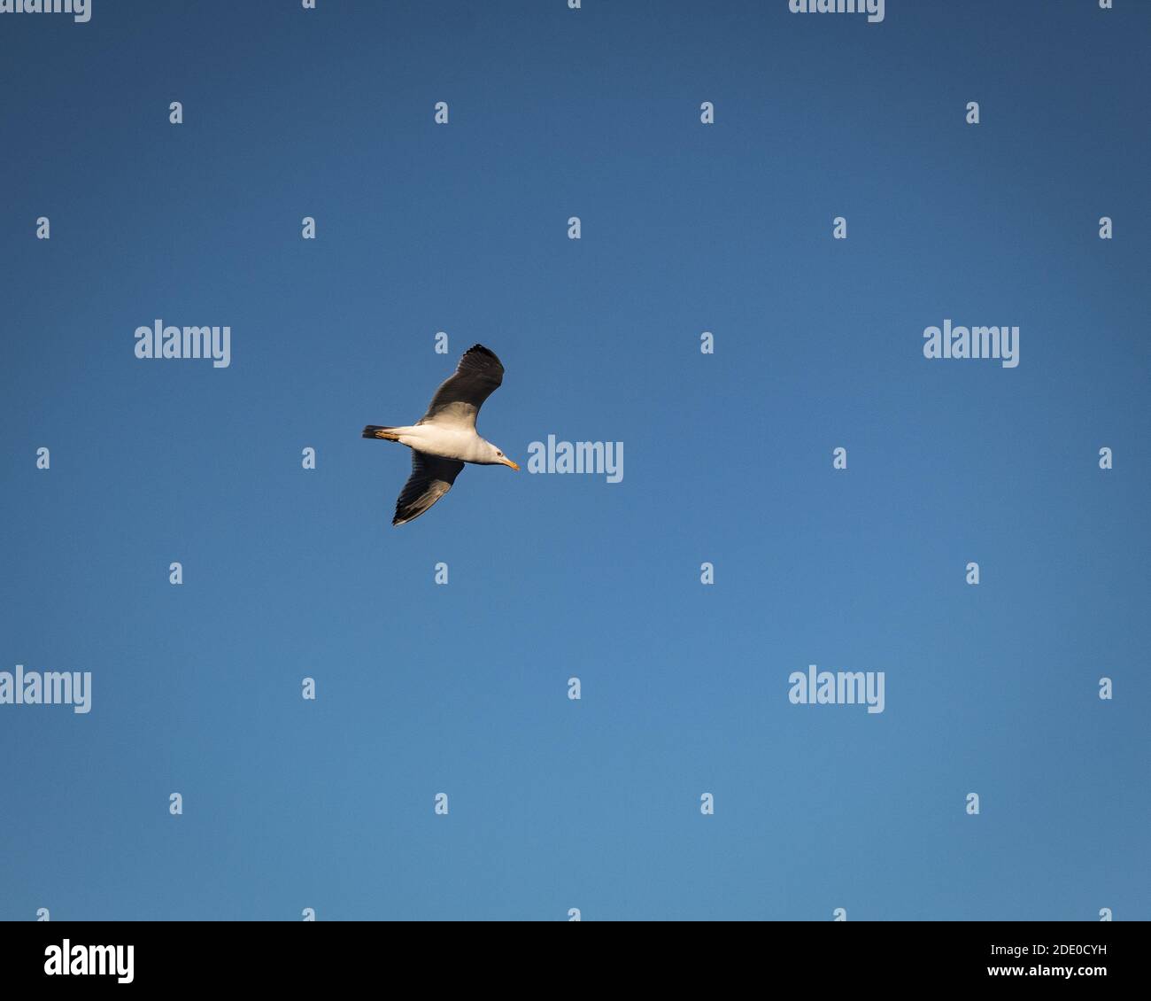 Seagull looking at the camera Stock Photo - Alamy