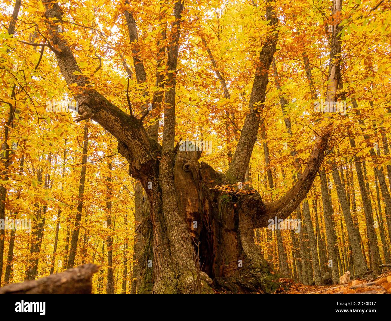 A low angle shot of a hallow beautiful tree in the woods with yellow ...