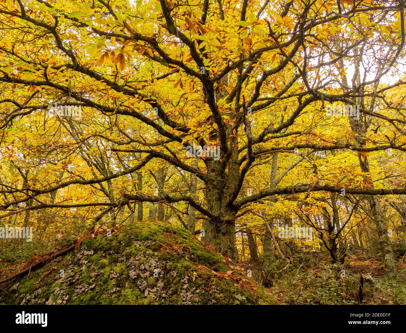 A closeup of a big, yellow beautiful tree with wide spreading branches ...