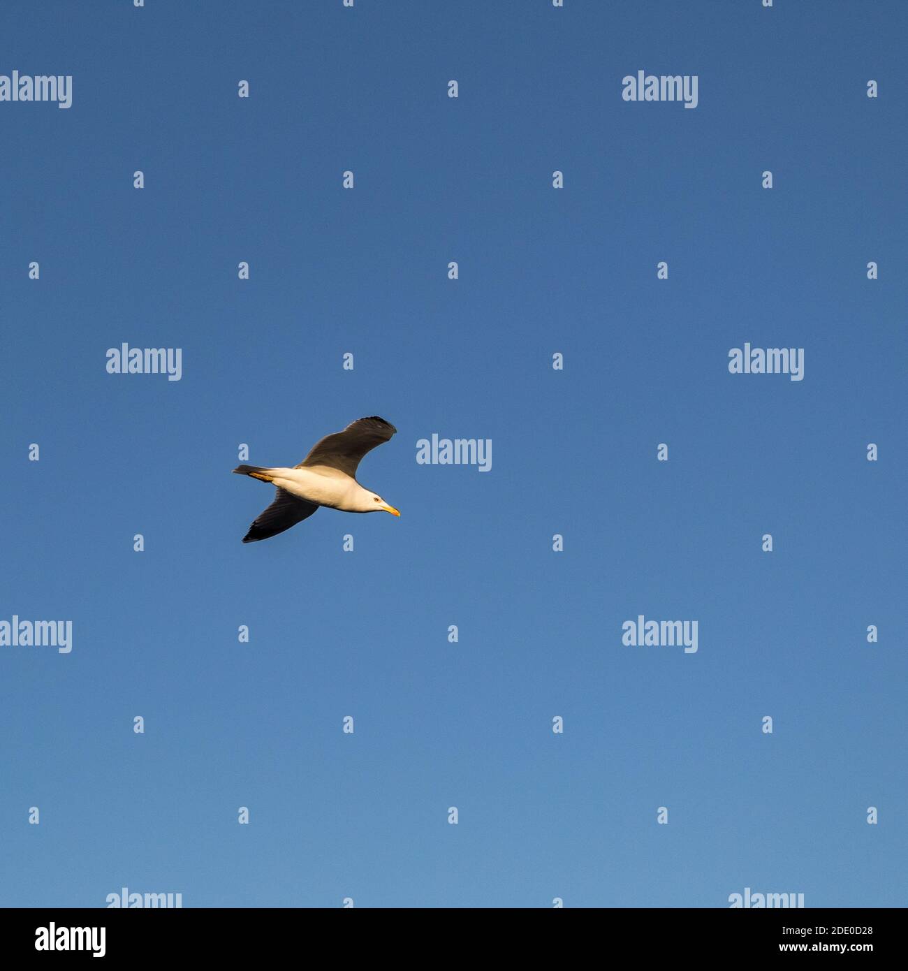 Flying animals hi-res stock photography and images - Alamy
