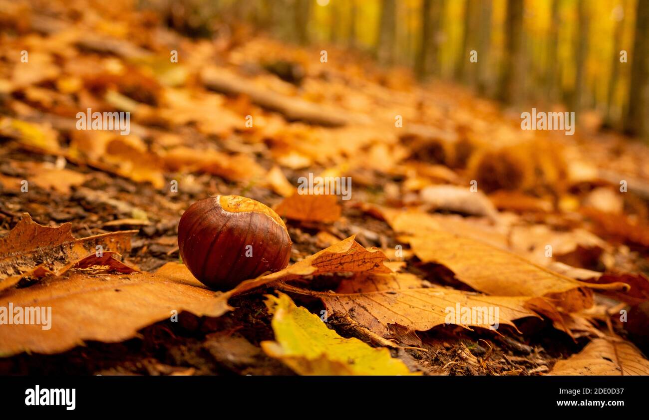 A fallen chestnut on forest floor during autumn Stock Photo - Alamy