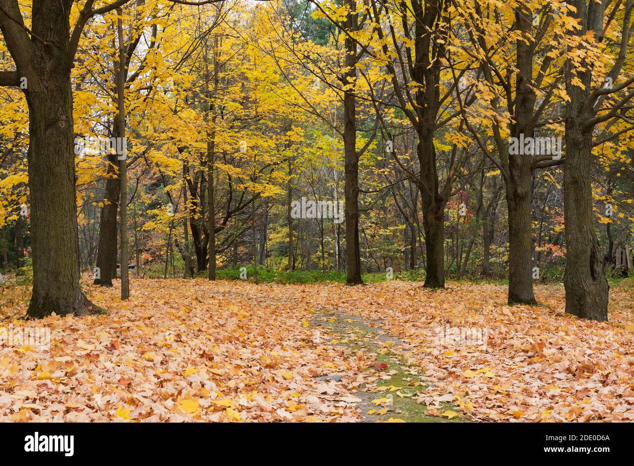 Tree-lined dirt road with left curve and fallen maple leaves in autumn ...