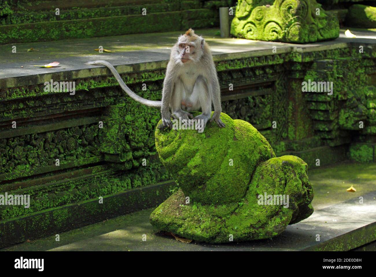 Monkeys in Ubud Monkey Forest, Mandala Suci Wenara Wana, Ubud, Bali ...