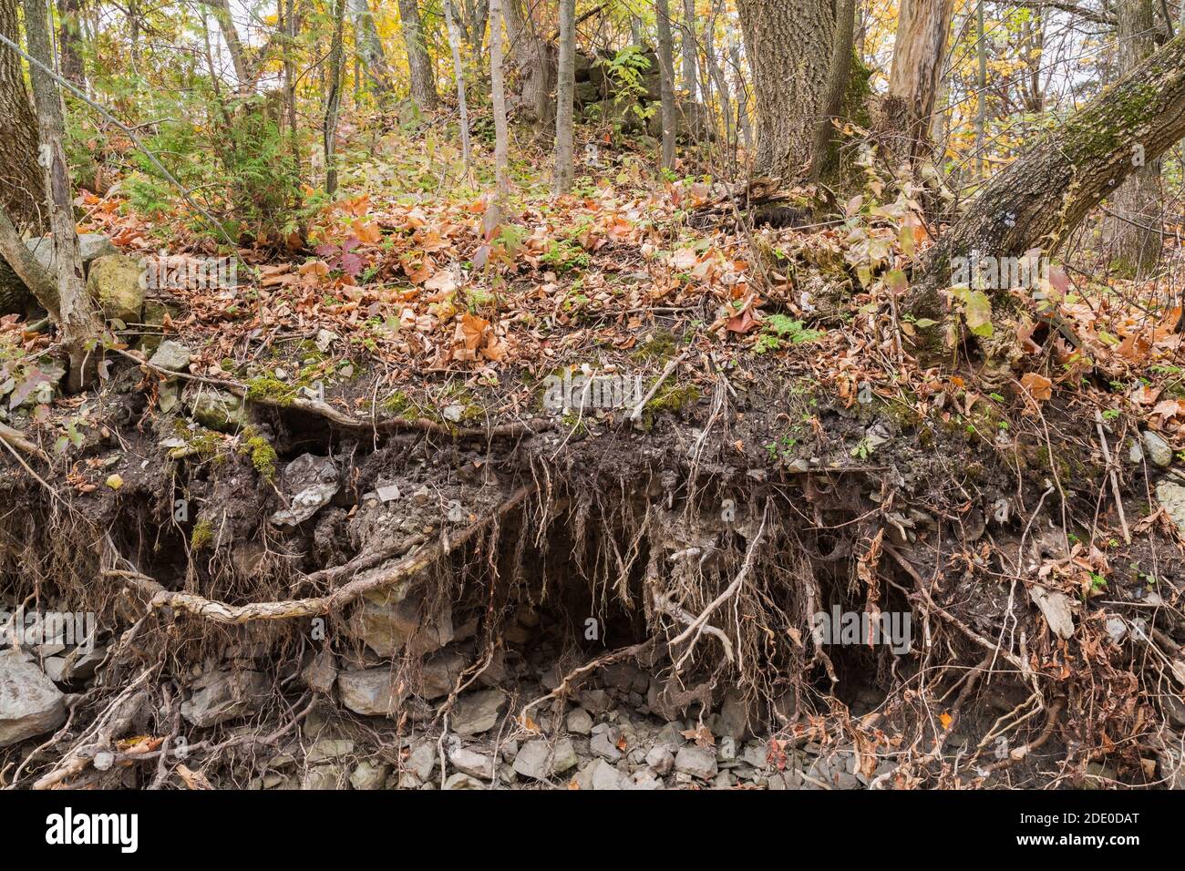 Exposed tree roots caused by soil erosion on the edge of a river ...