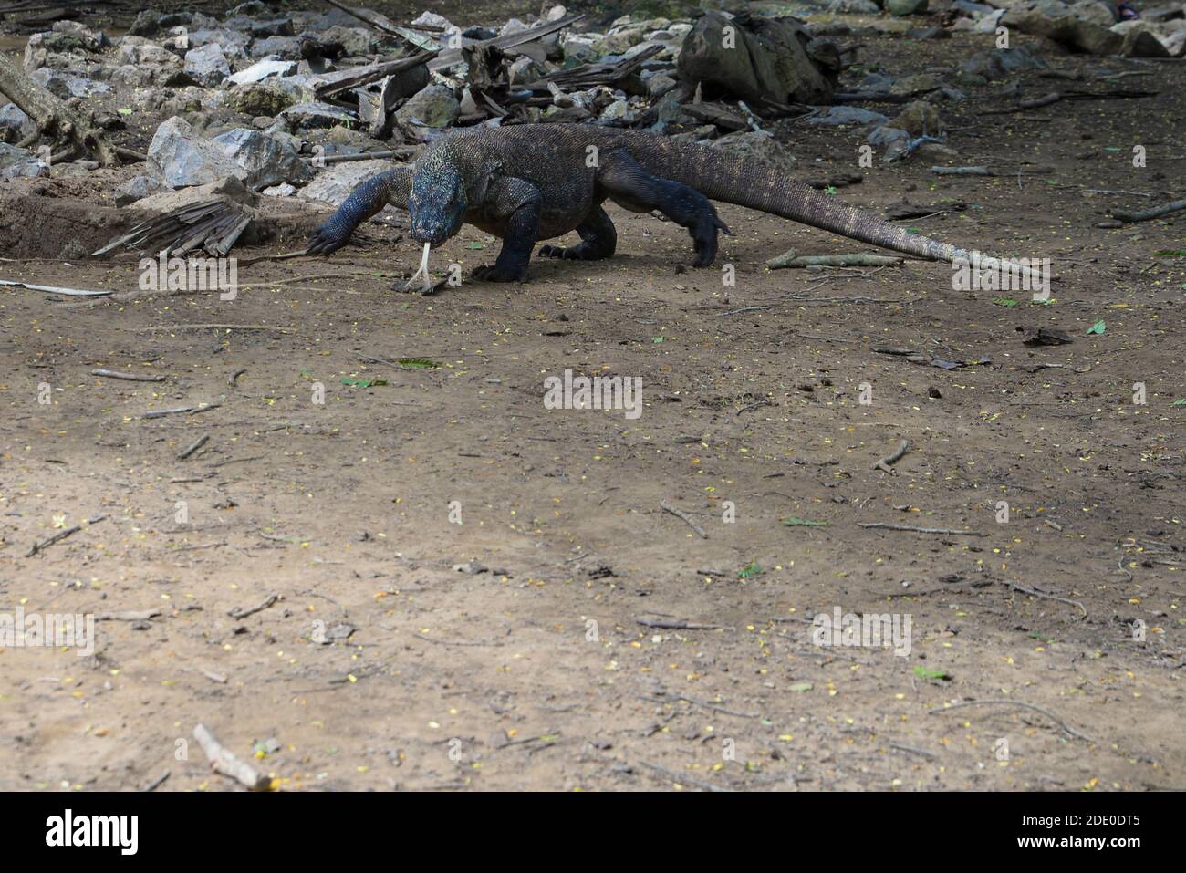 Komodo Dragon, the largest lizard in the world walks on the ground. It ...