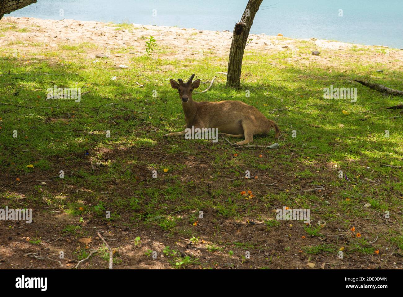a bunch of deer walking free in their animal wildlife on a Indonesia ...