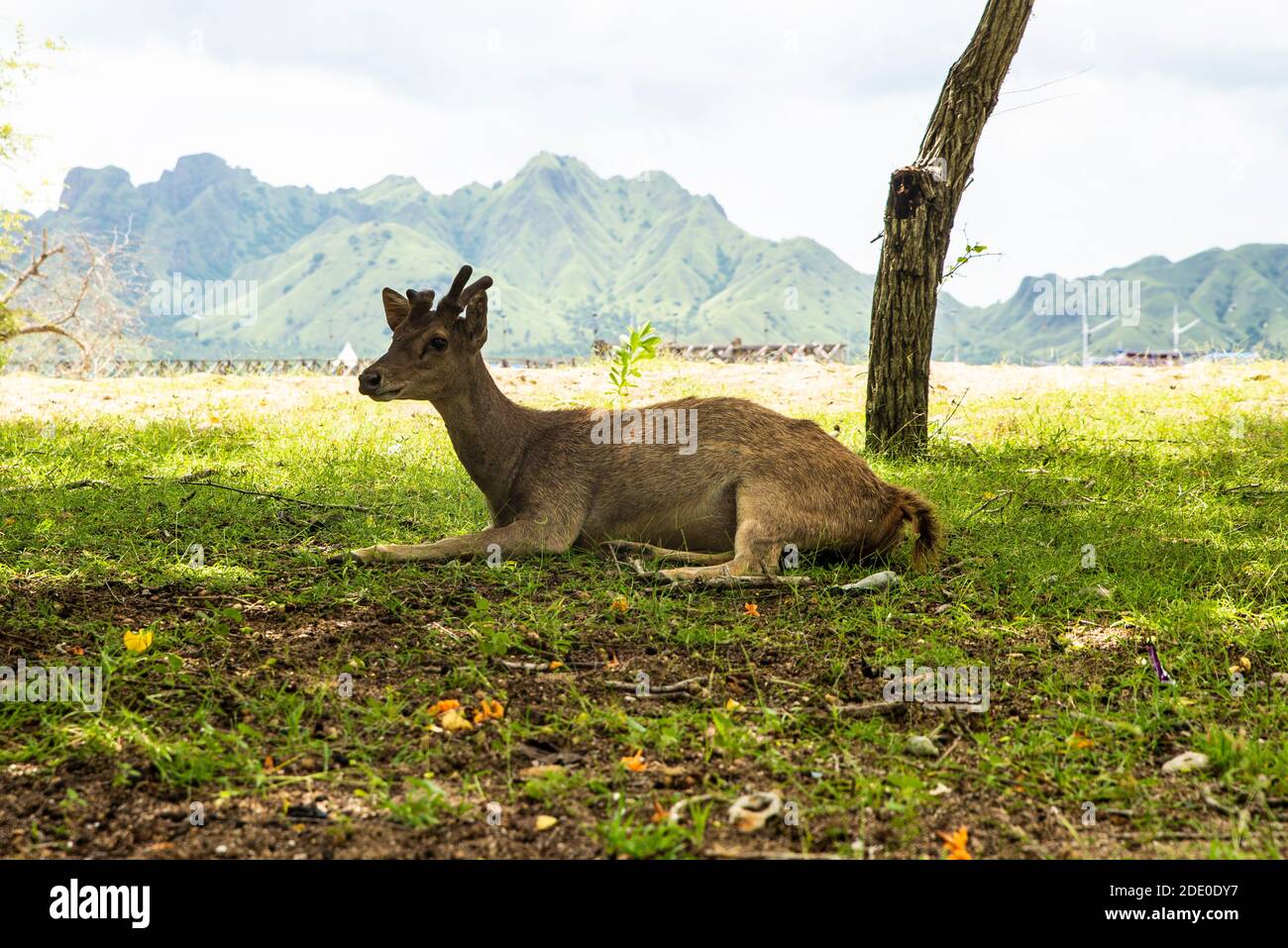 a bunch of deer walking free in their animal wildlife on a Indonesia ...