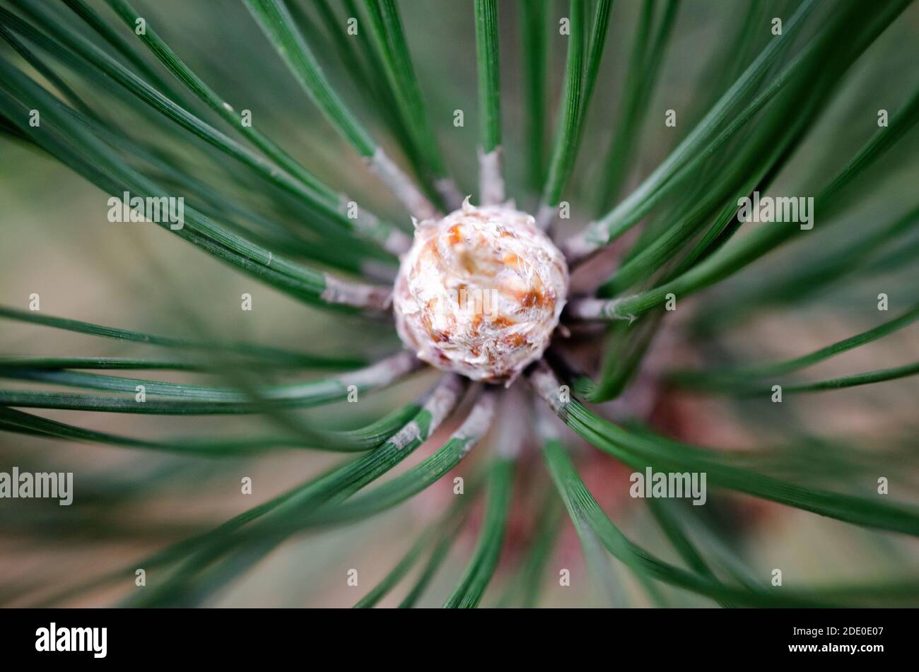 Needles Vector High Resolution Stock Photography and Images - Alamy