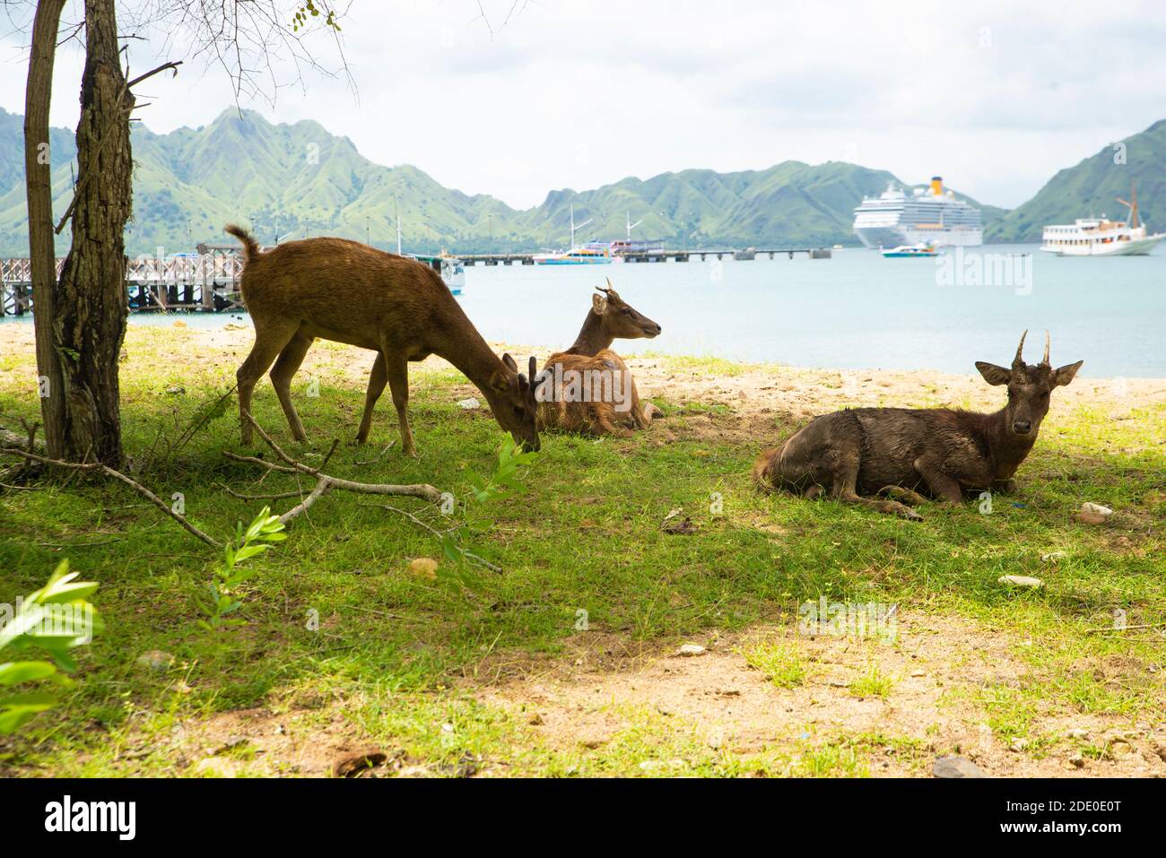 a bunch of deer walking free in their animal wildlife on a Indonesia ...
