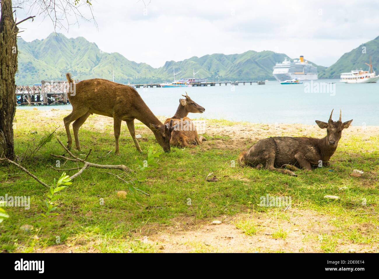 a bunch of deer walking free in their animal wildlife on a Indonesia ...