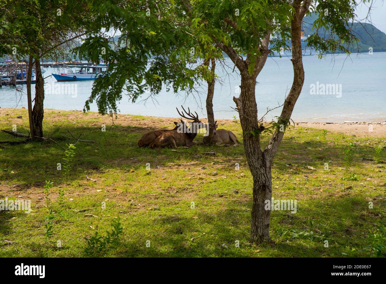 a bunch of deer walking free in their animal wildlife on a Indonesia ...