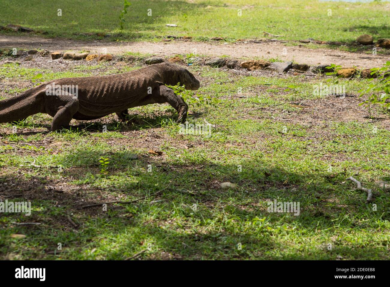 Komodo Dragon, the largest lizard in the world walks on the ground. It ...