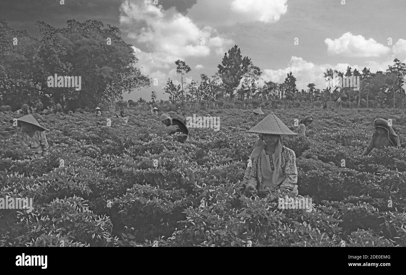 Mauritius women hi-res stock photography and images - Alamy