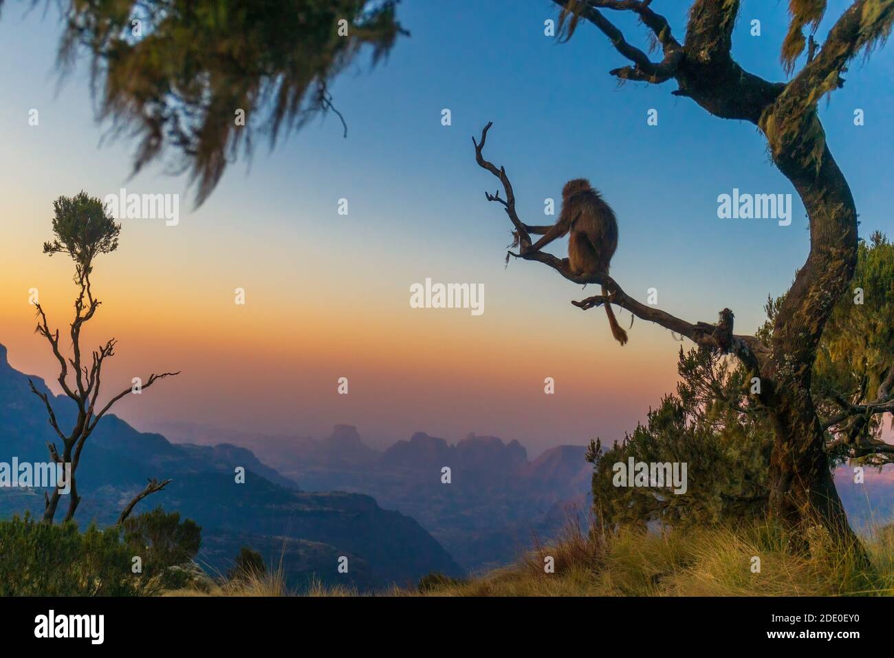 Gelada baboon monkey mammal hi-res stock photography and images - Alamy