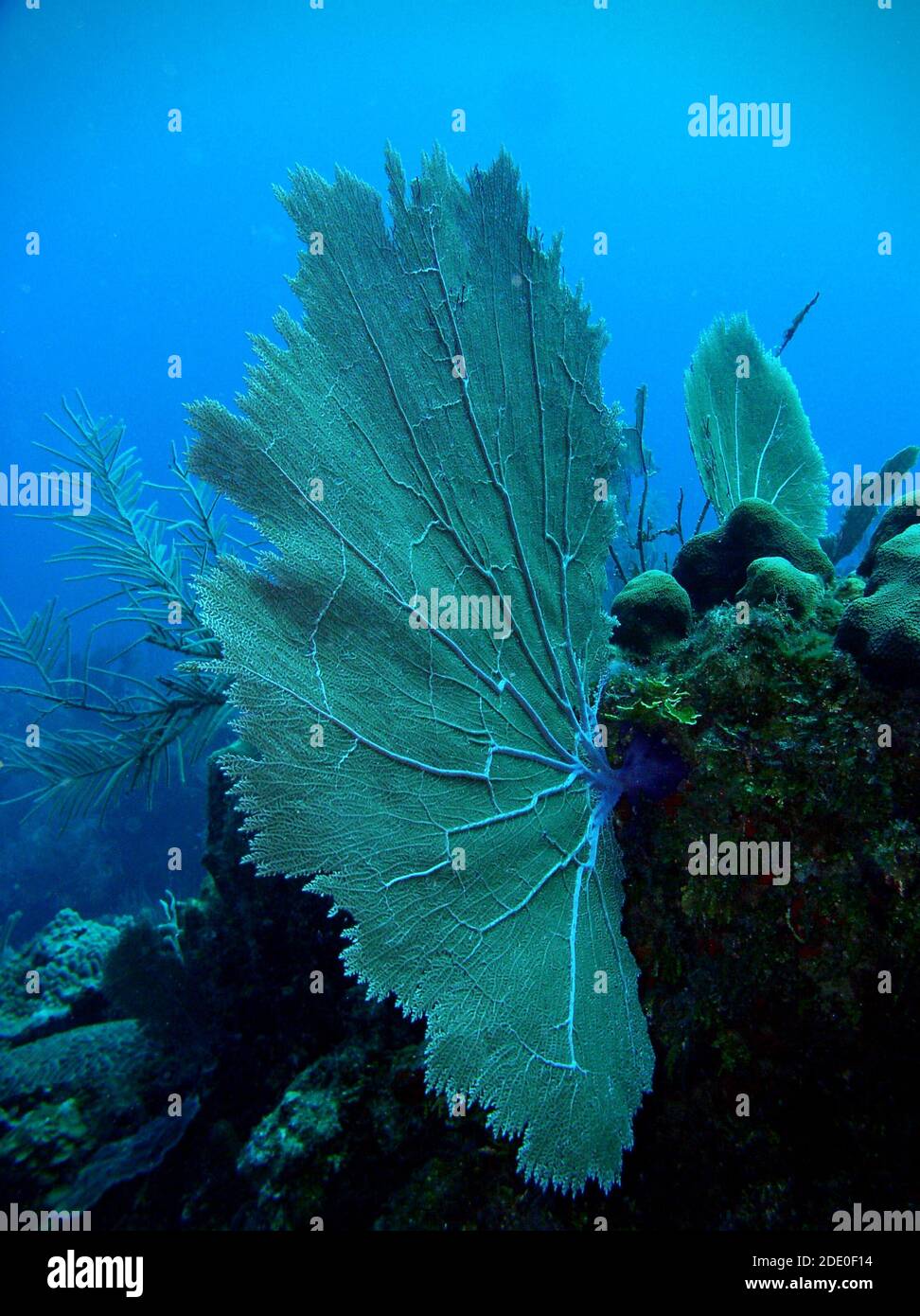 Venus sea fan hi-res stock photography and images - Alamy
