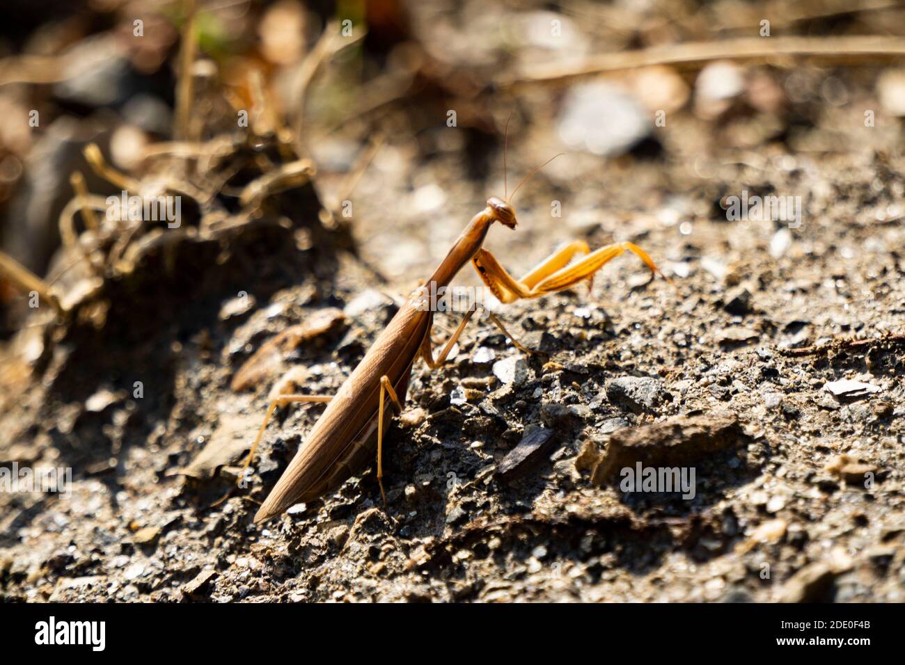 praying mantis on the ground seen from close up Stock Photo - Alamy