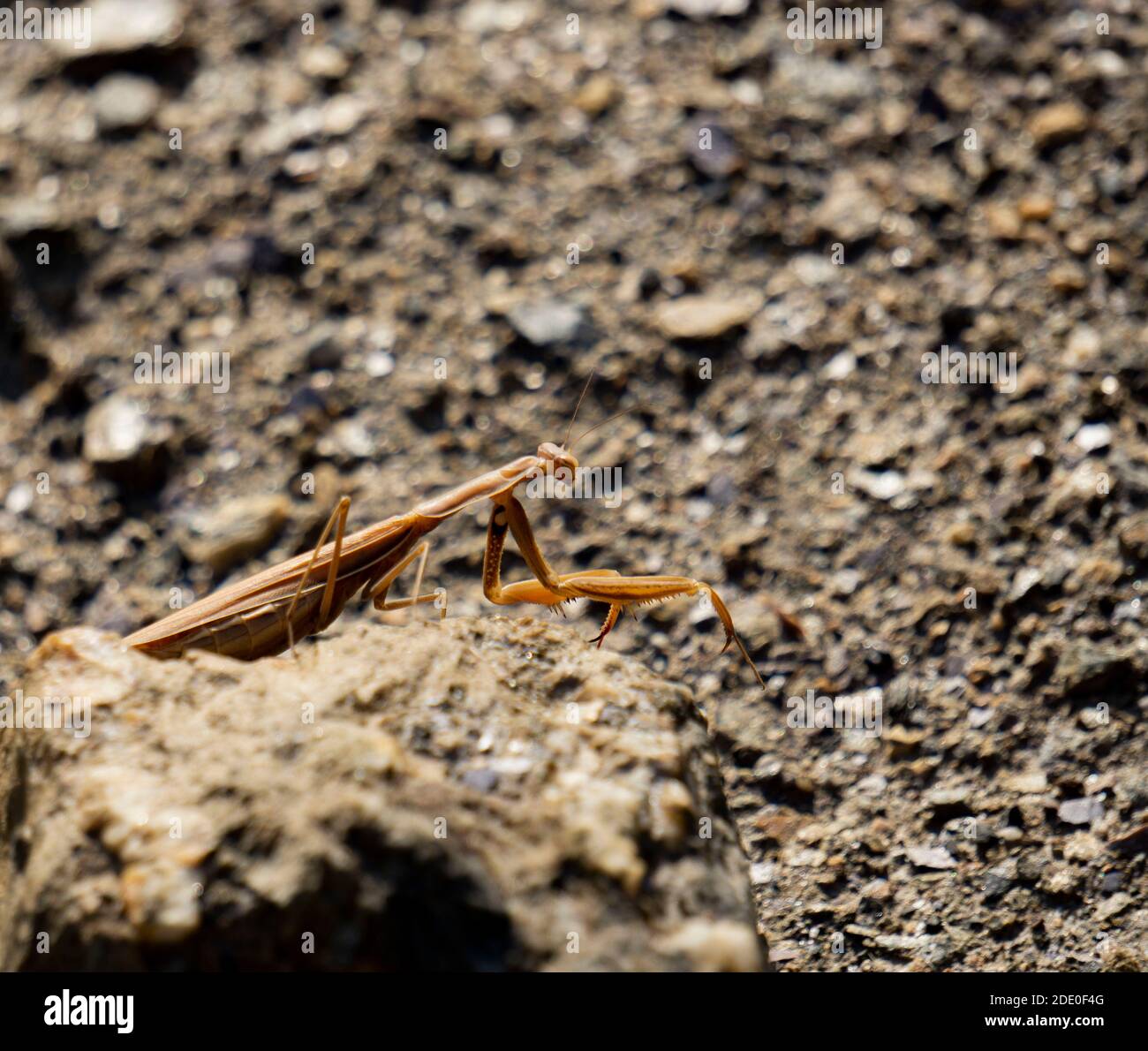 praying mantis on the ground seen from close up Stock Photo - Alamy