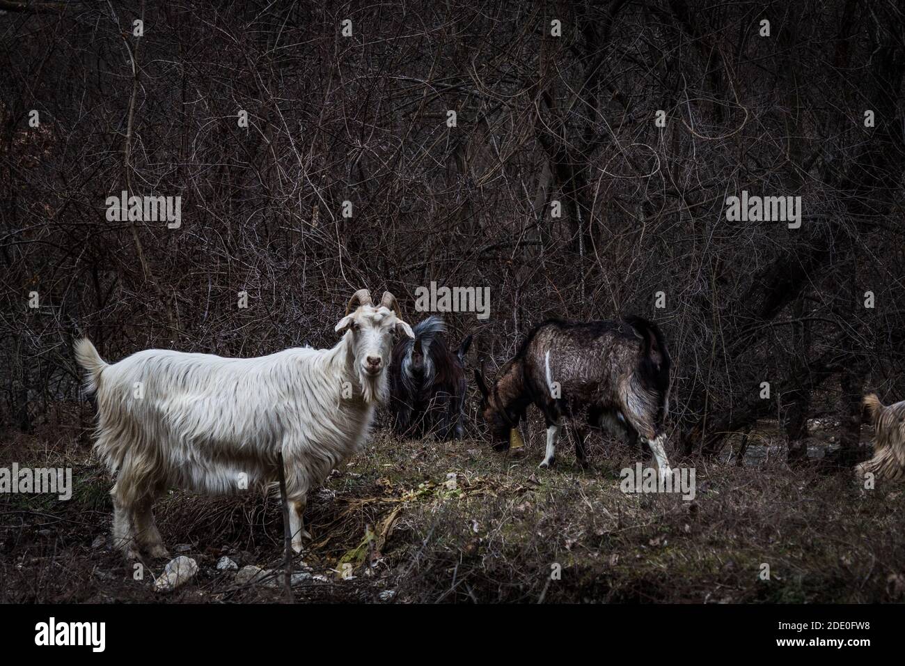 White male goat looking straight at the camera Stock Photo - Alamy
