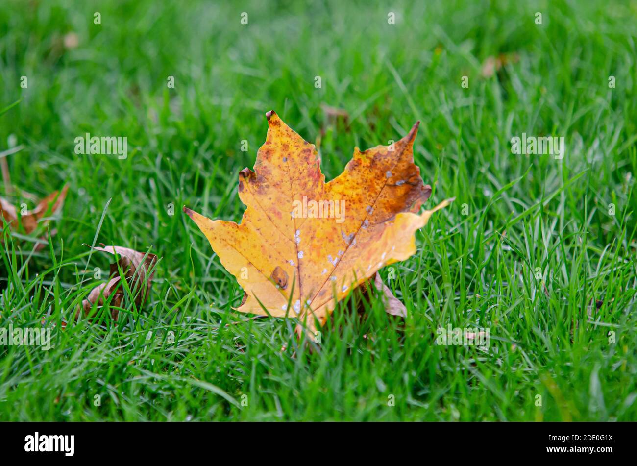 Strands fall hi-res stock photography and images - Alamy