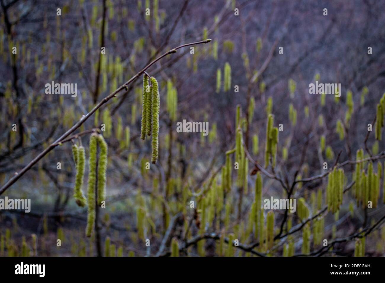 February tree hi-res stock photography and images - Alamy