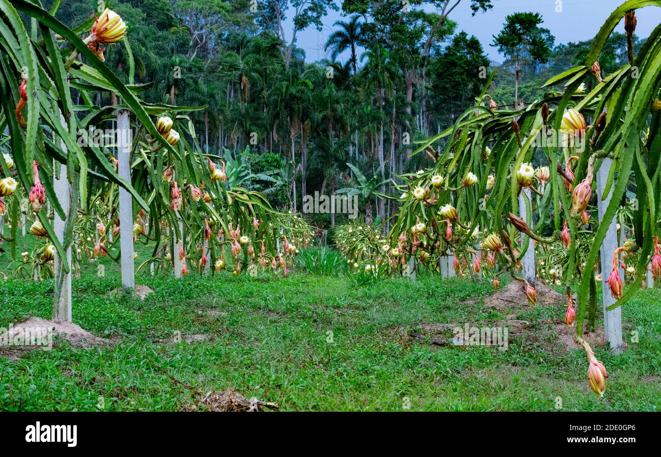 Pitaya plantation hi-res stock photography and images - Alamy