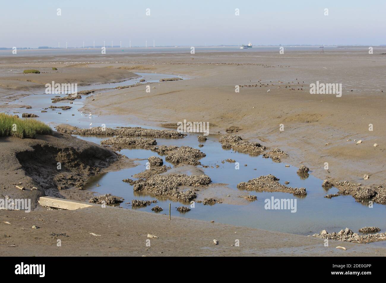 Mudflat High Resolution Stock Photography and Images - Alamy