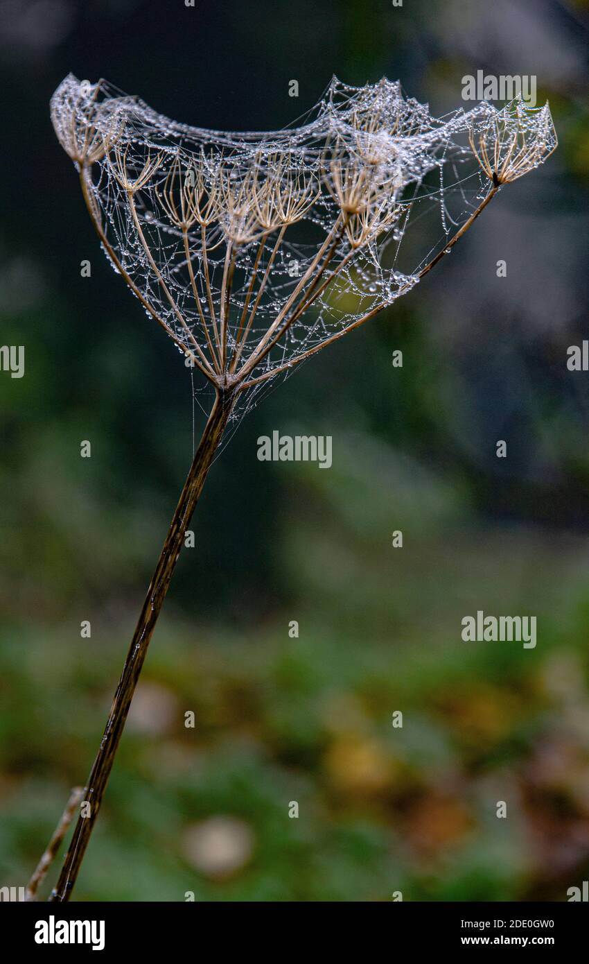 Dew On A Spider 5,325 Dew On A Spider Web Stock Photos, High Res