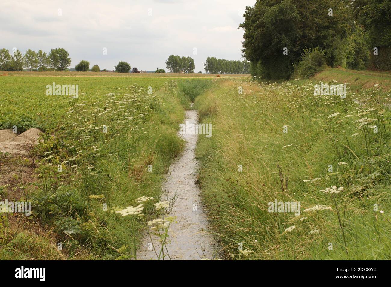 Green grass verge hi-res stock photography and images - Alamy