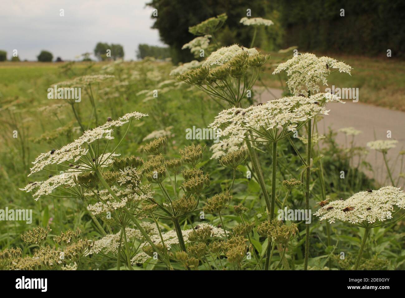 a group beautiful white cow parsley plants in the the verge in the ...