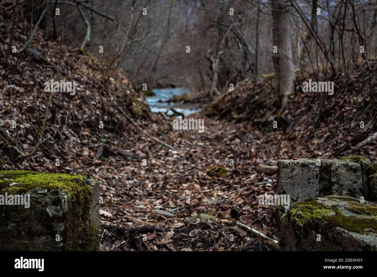 Forest path leading to a river Stock Photo - Alamy