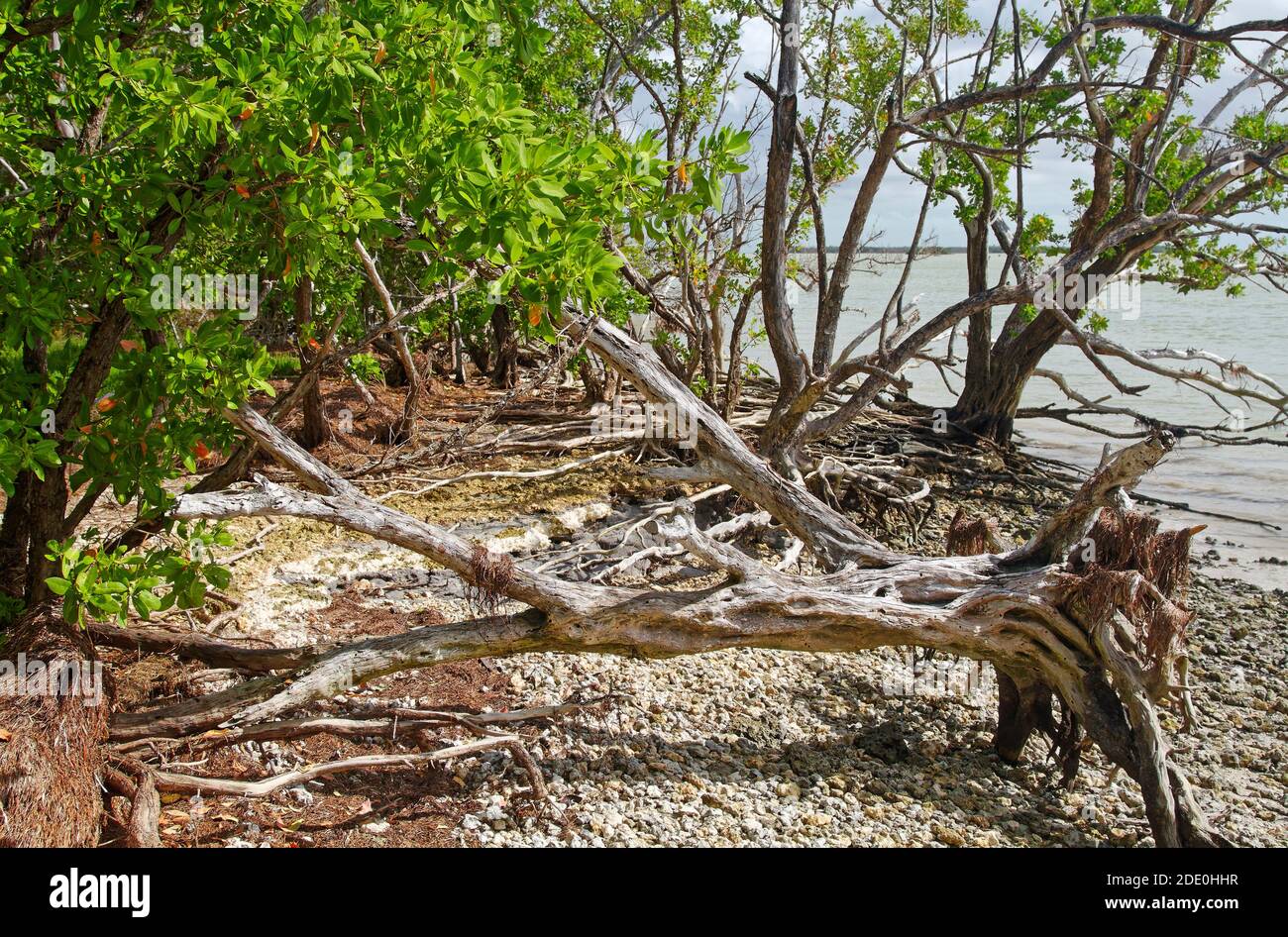 nature scene, dead tree, bleached, uprooted, pebble ground, green trees ...