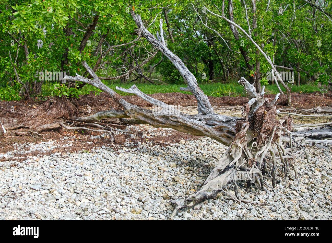 uprooted dead tree, bleached wood, roots, branches, small trunk, nature ...