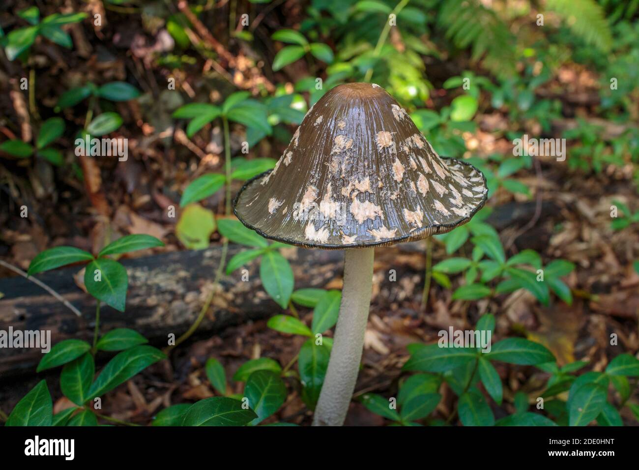 Coprinus hi-res stock photography and images - Alamy