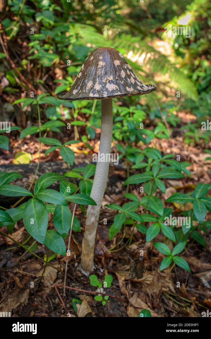 Coprinus mushroom hi-res stock photography and images - Alamy