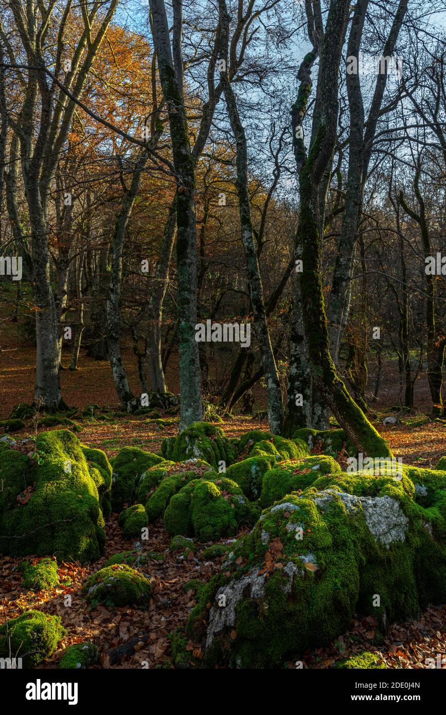 Fall foliage beech tree hi-res stock photography and images - Alamy