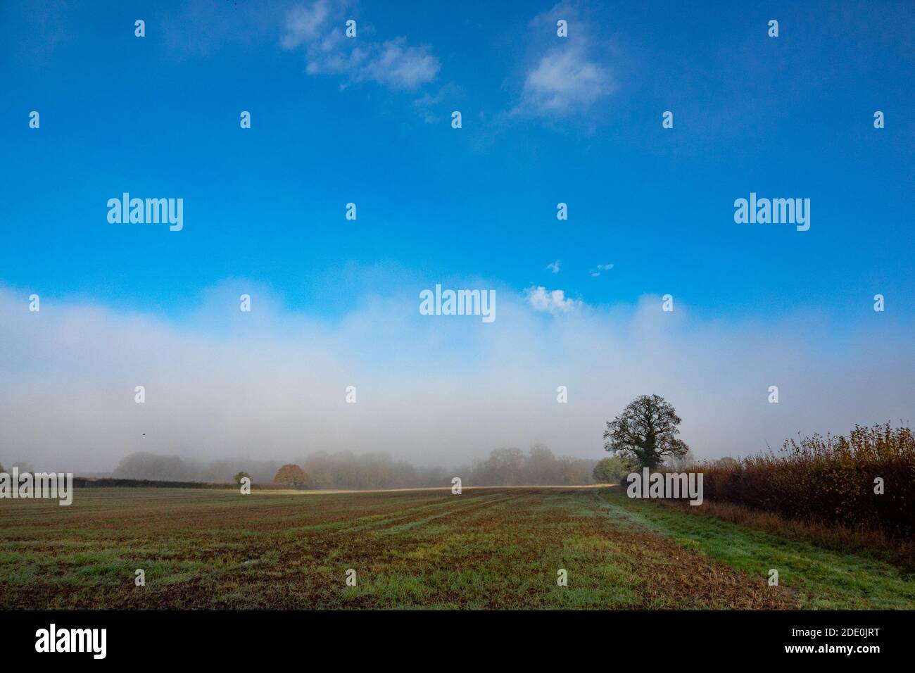 Mist Field Norfolk England High Resolution Stock Photography and Images ...