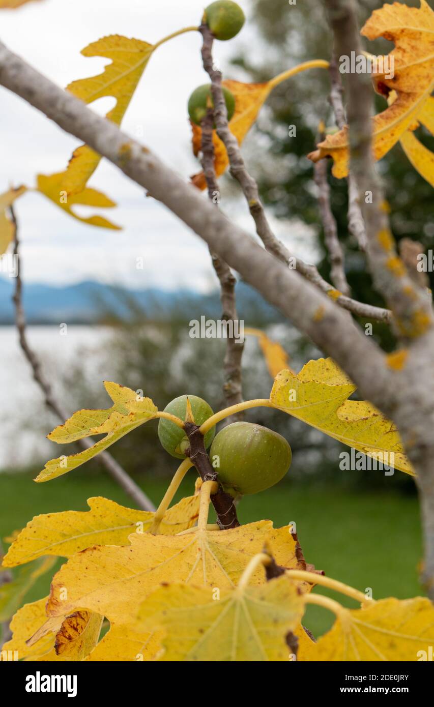 Fig fruit in tree hi-res stock photography and images - Alamy Fig fruit in tree hi-res stock photography and images - Alamy