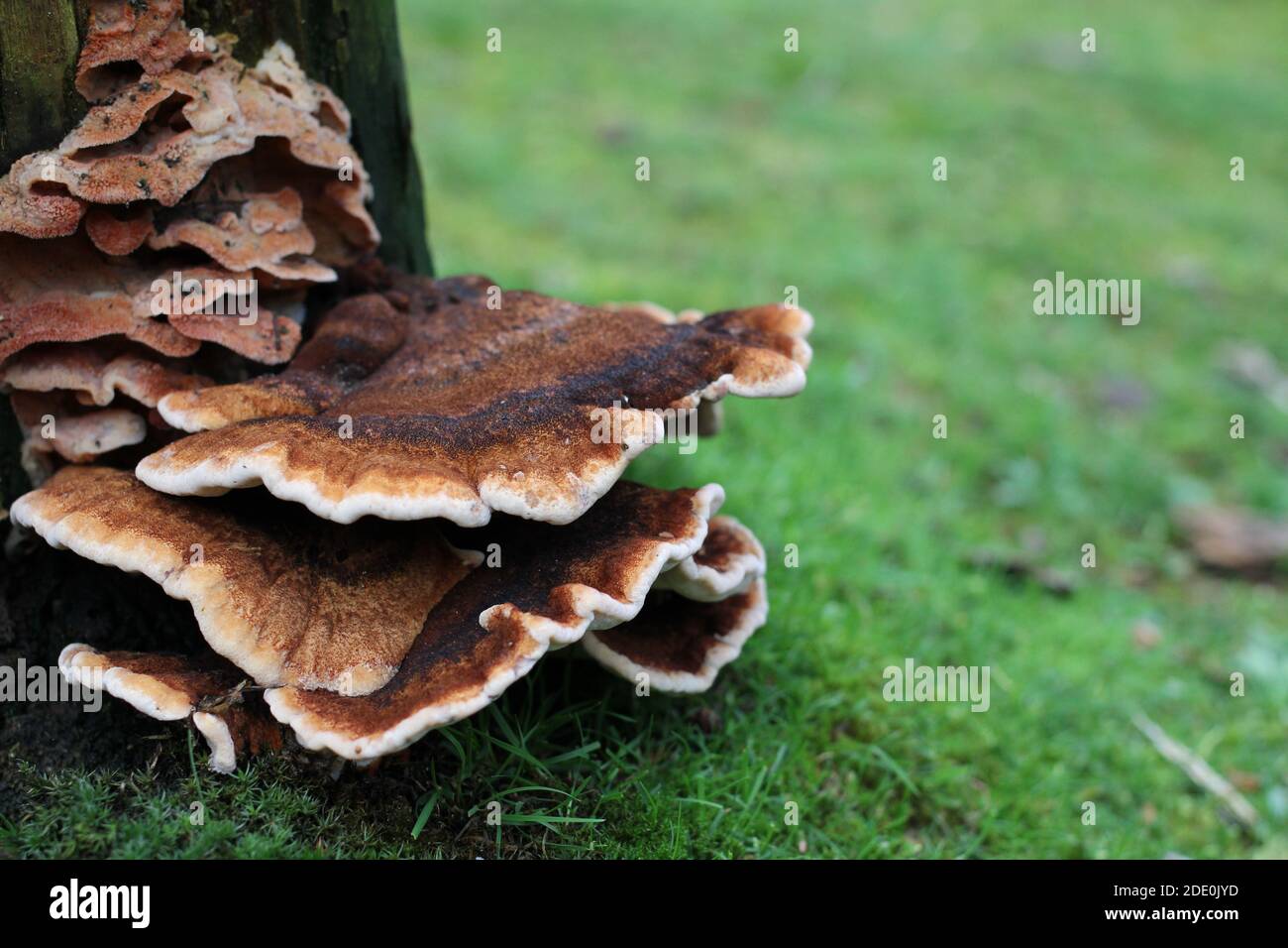 Green bracket fungus hi-res stock photography and images - Alamy