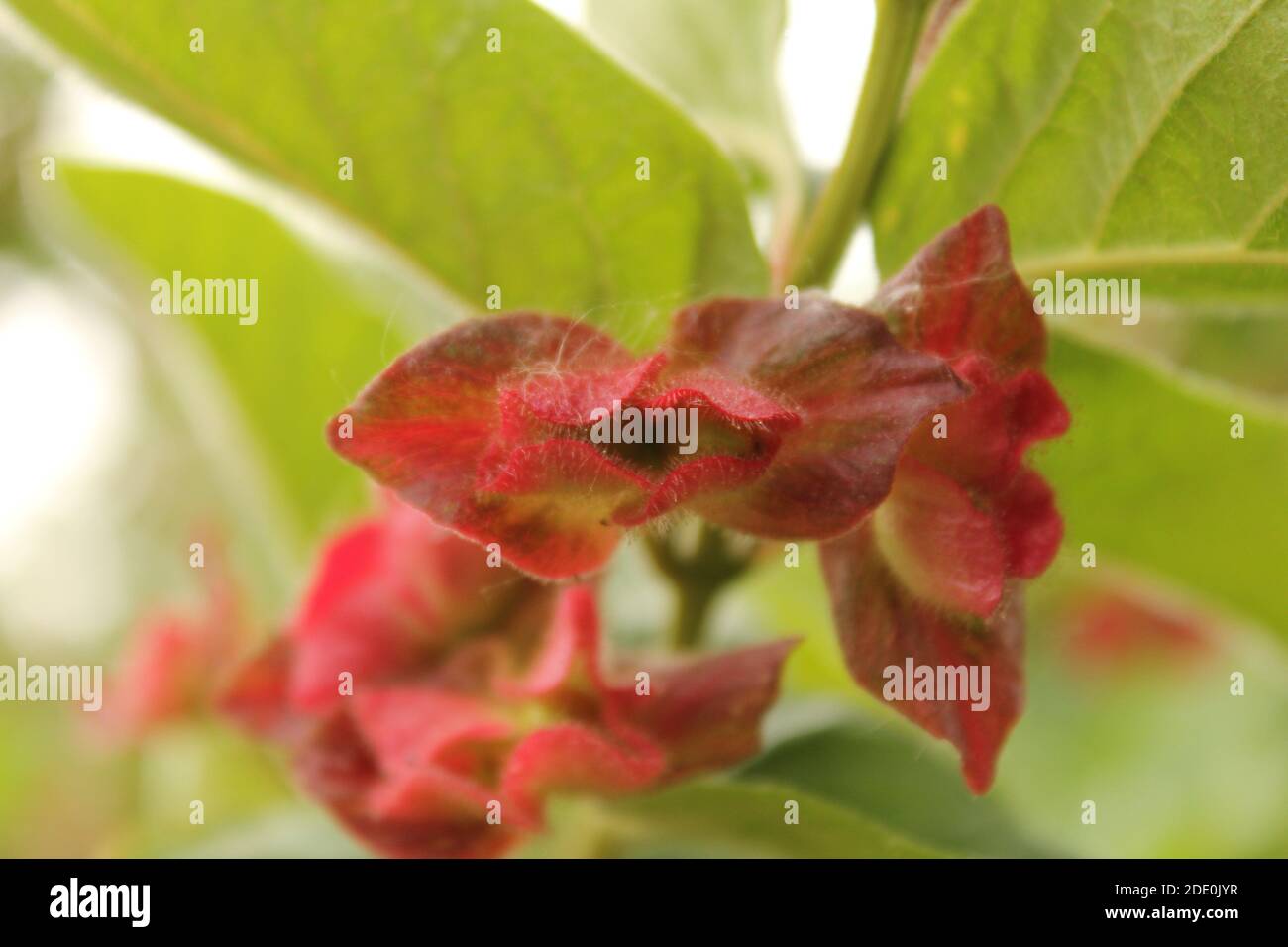 Kissing lips hi-res stock photography and images - Alamy