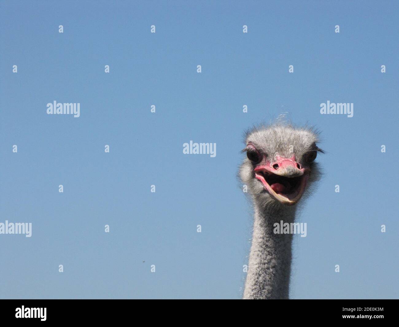 an angry ostrich bird with its red beak wide open closeup and a blue ...