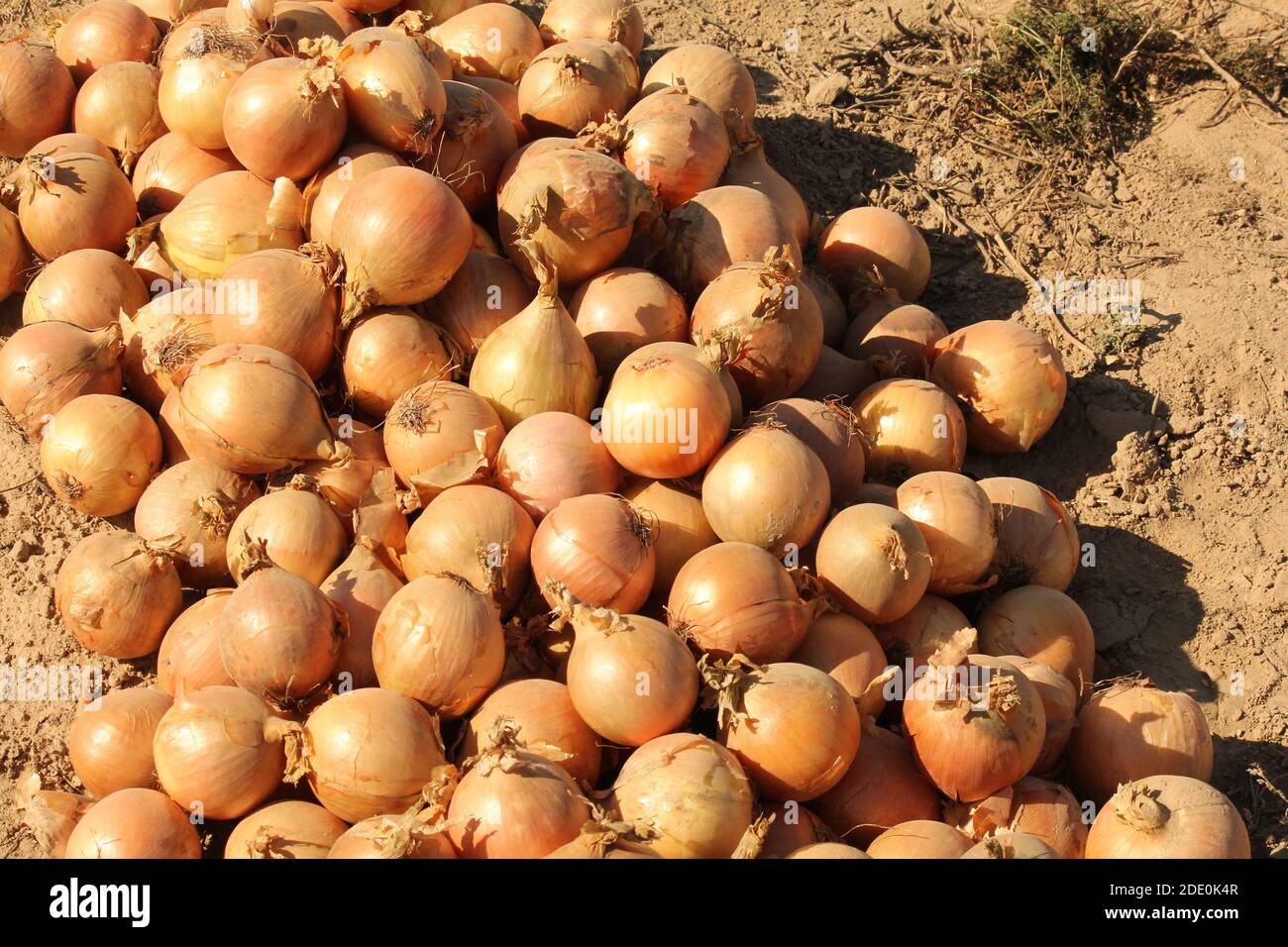 a pile of onions at the farmland in the sunshine outdoors Stock Photo ...